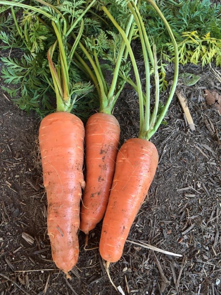 IMG-9928 | サステナブル＆オーガニック”いかす”