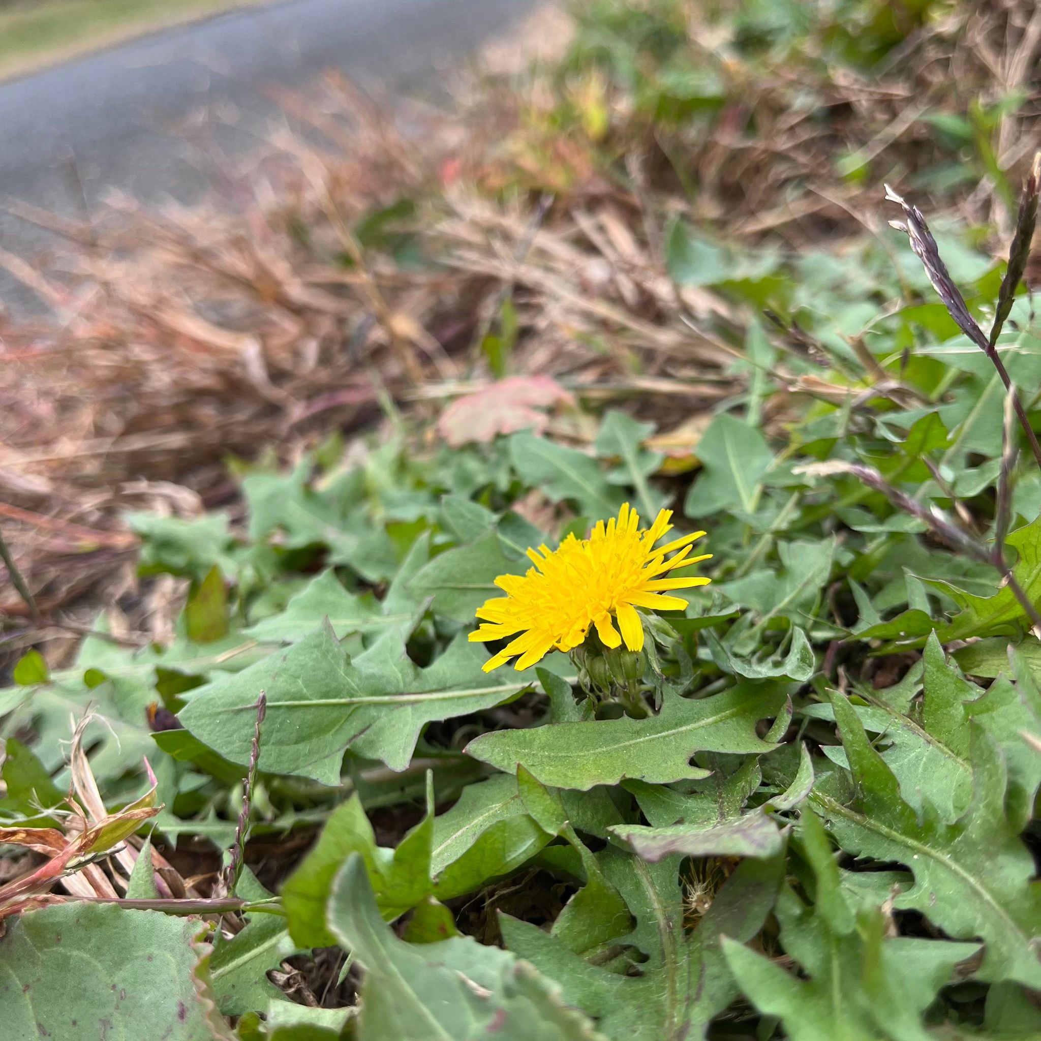 frost descent | サステナブル＆オーガニック”いかす”