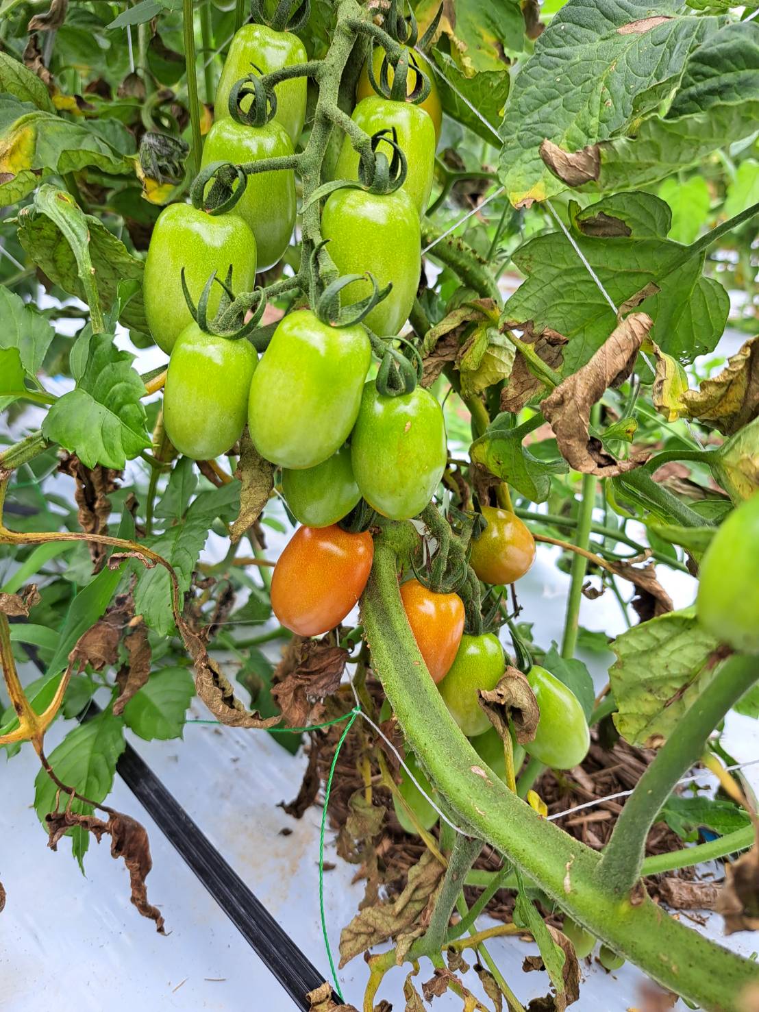 38003 | サステナブル＆オーガニック”いかす”